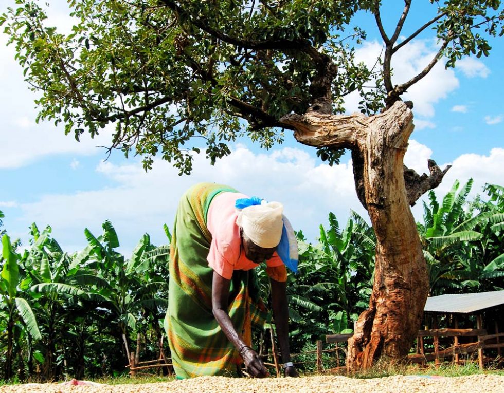 Bespoke programme creation - Tropical Biology Association